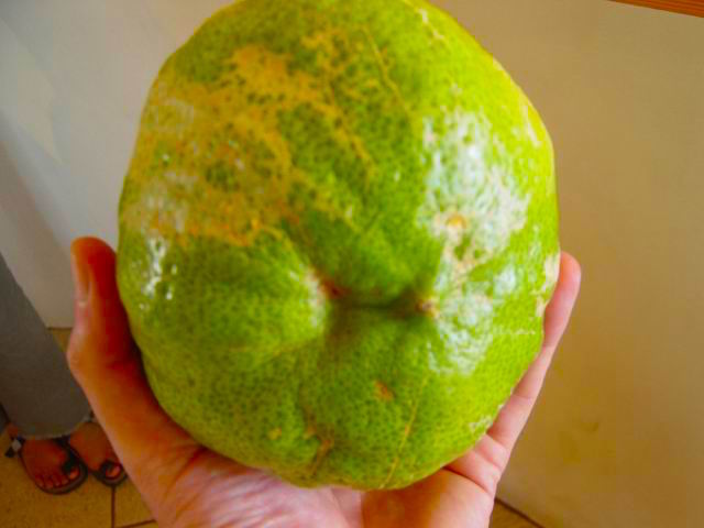 Citron: The Fruit of Naxos
